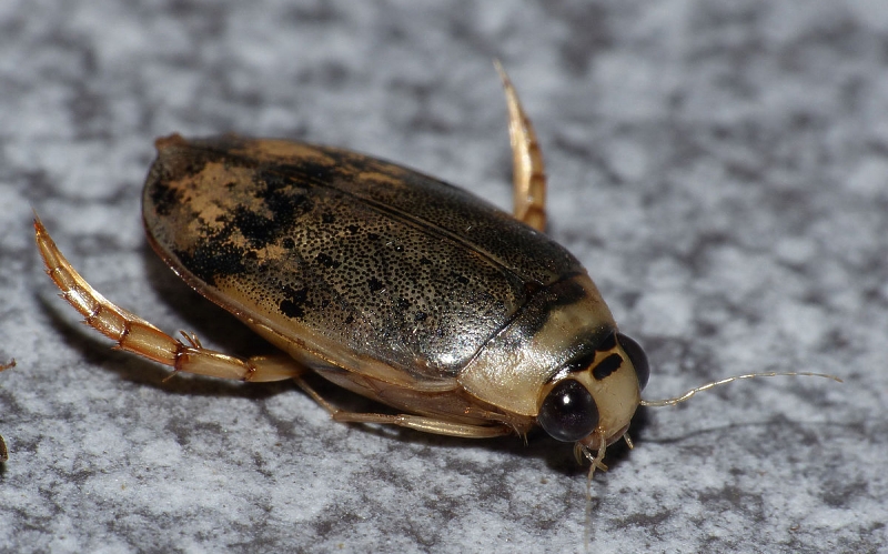 Aquatic Coleoptera